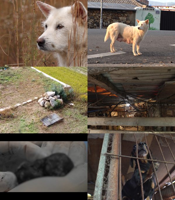 SBS PR : ★전체보기★ : [SBS TV 동물농장] 돌무덤 근처를 떠나지 않는 진순이! 녀석이 그곳을 지켜야만 했던 이유는? : SBS