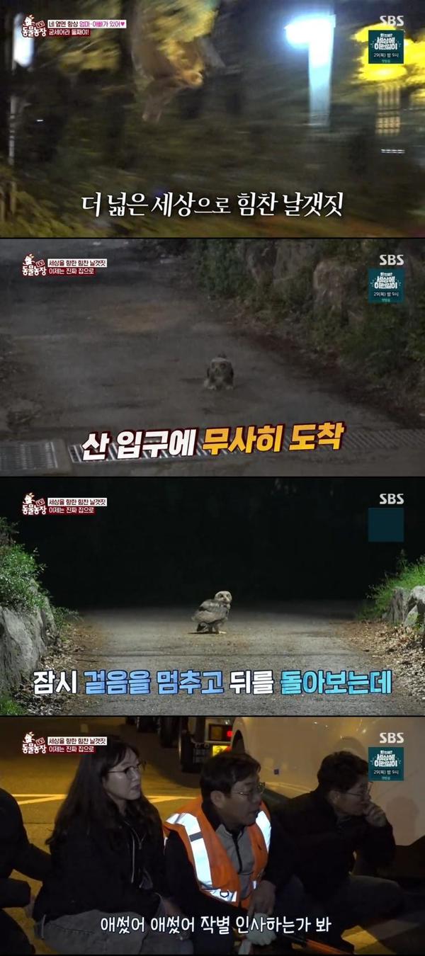 SBS PR : ★전체보기★ : [SBS TV동물농장] 고마웠어요, 수리부엉이 둘째의 첫 비행, 최고시청률 6.2%↑ 감동 날았다 : SBS